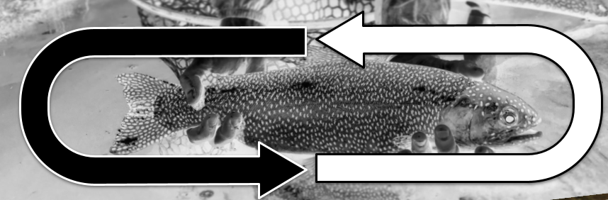 Catch and Release: How do fish respond to fishing pressure?