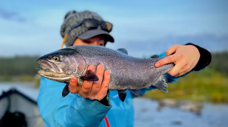 The Weird Biology of Half-Pounder Steelhead